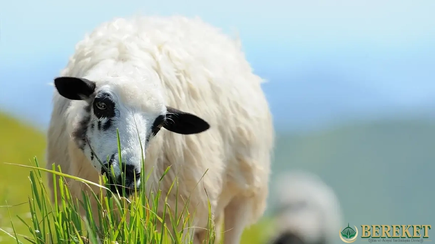 Akika Kurbanı Nedir? Şartları Nelerdir? | Bereket Derneği